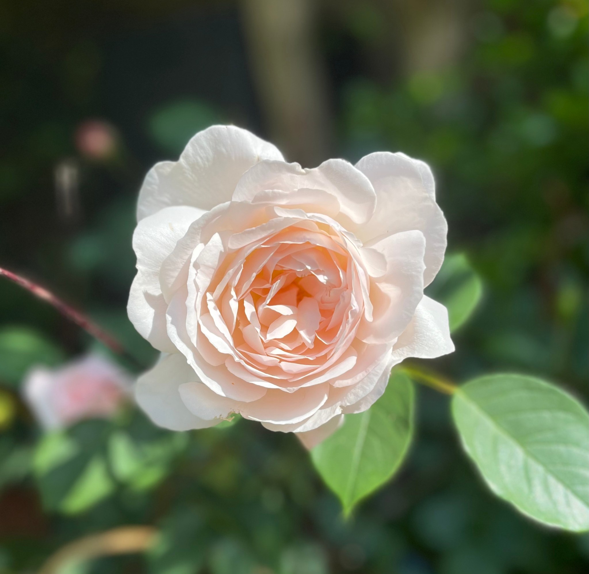 From Outer Chaos to Inner Peace – Internity – the state of being within